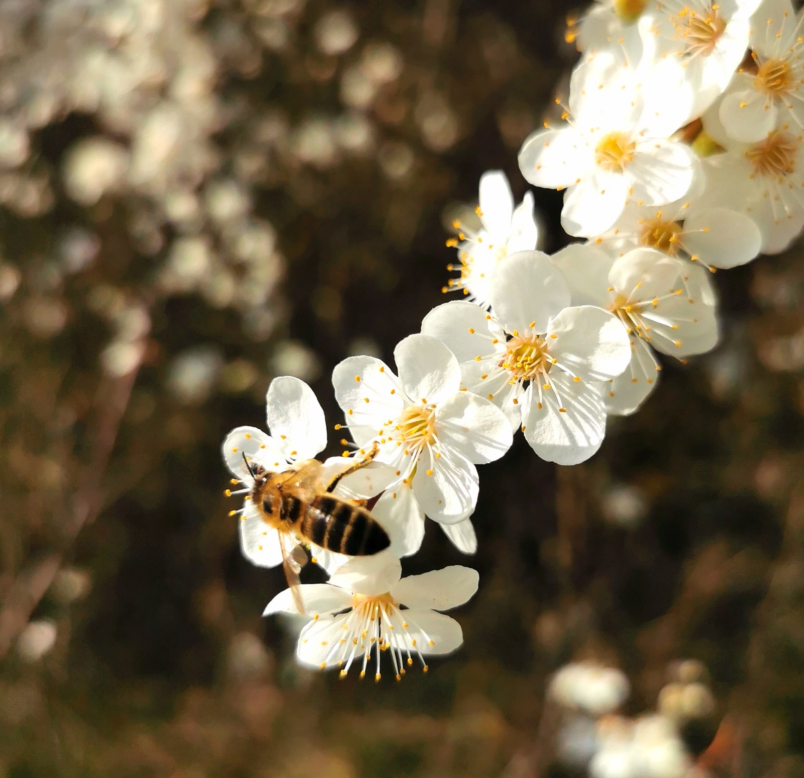 Wiosna w pasiece - Pszczoły i my...